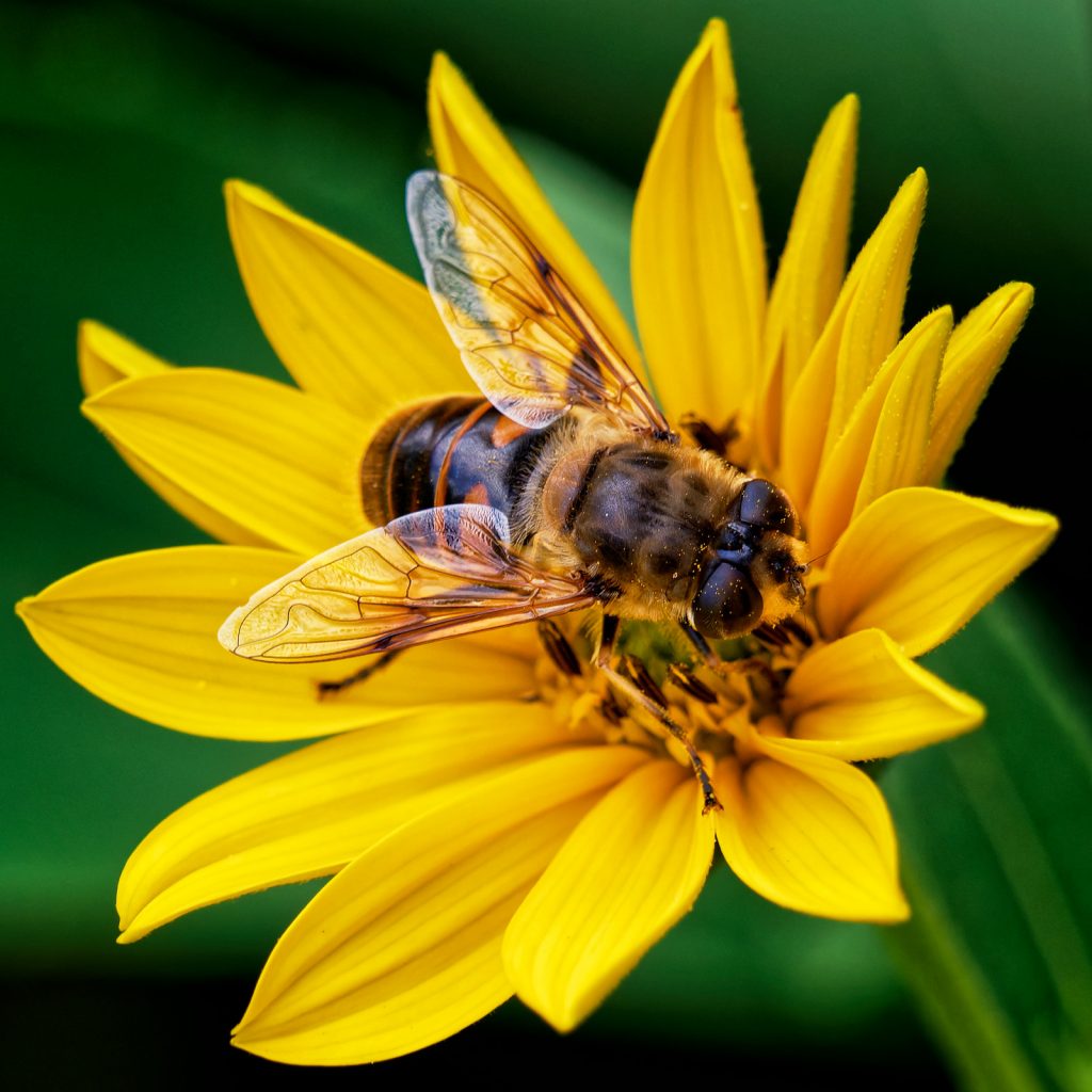 Fareham & District Beekeepers’ Association – Beekeeping for enthusiasts